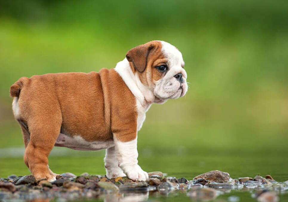 How Much Is An English Bulldog Puppy