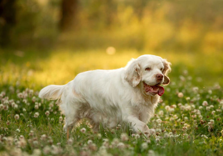 Clumber Spaniel Puppies for Sale | Central Park Puppies