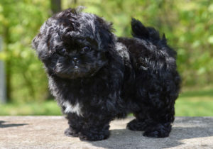 Peekapoo Puppies for Sale Near Me | Central Park Puppies